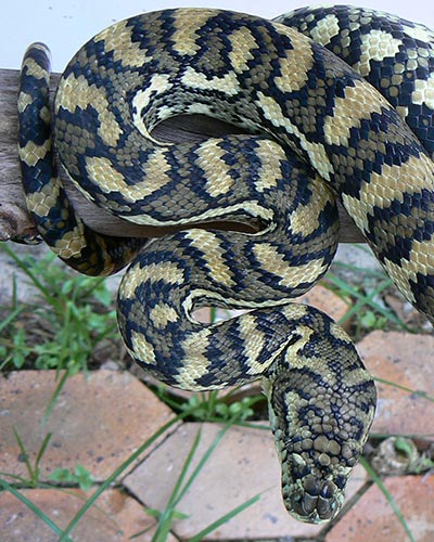 Ular Sawa 2.5 Meter Lentok Tidur dalam Trak Pikap